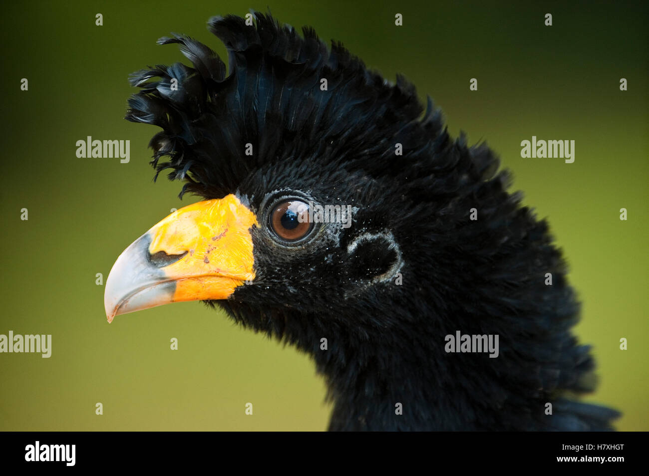 Black Curassow (Crax alector), Iwokrama Rainforest Reserve, Guyana ...