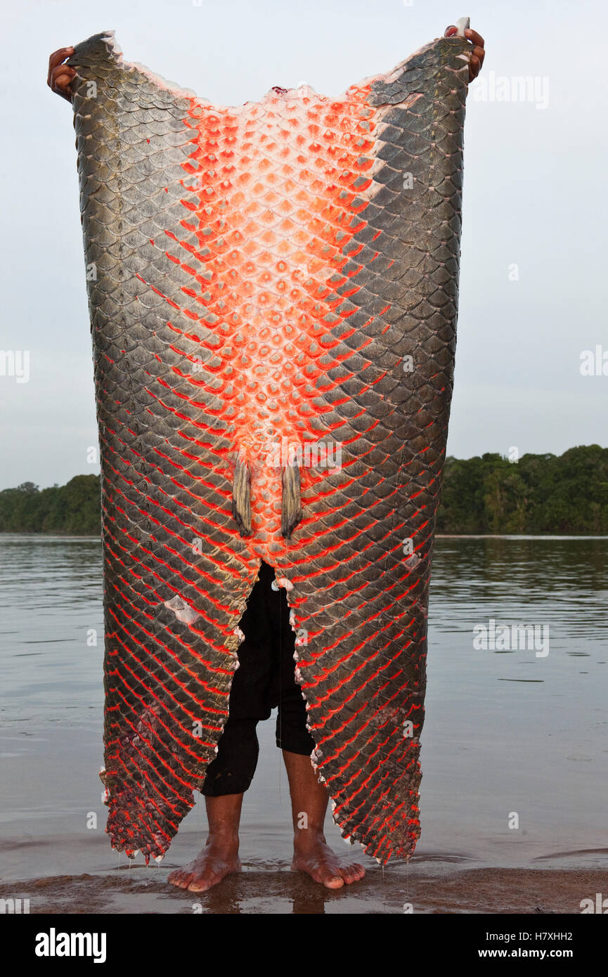 Arapaima (Arapaima gigas) removed skin, Rupununi, Guyana Stock Photo ...