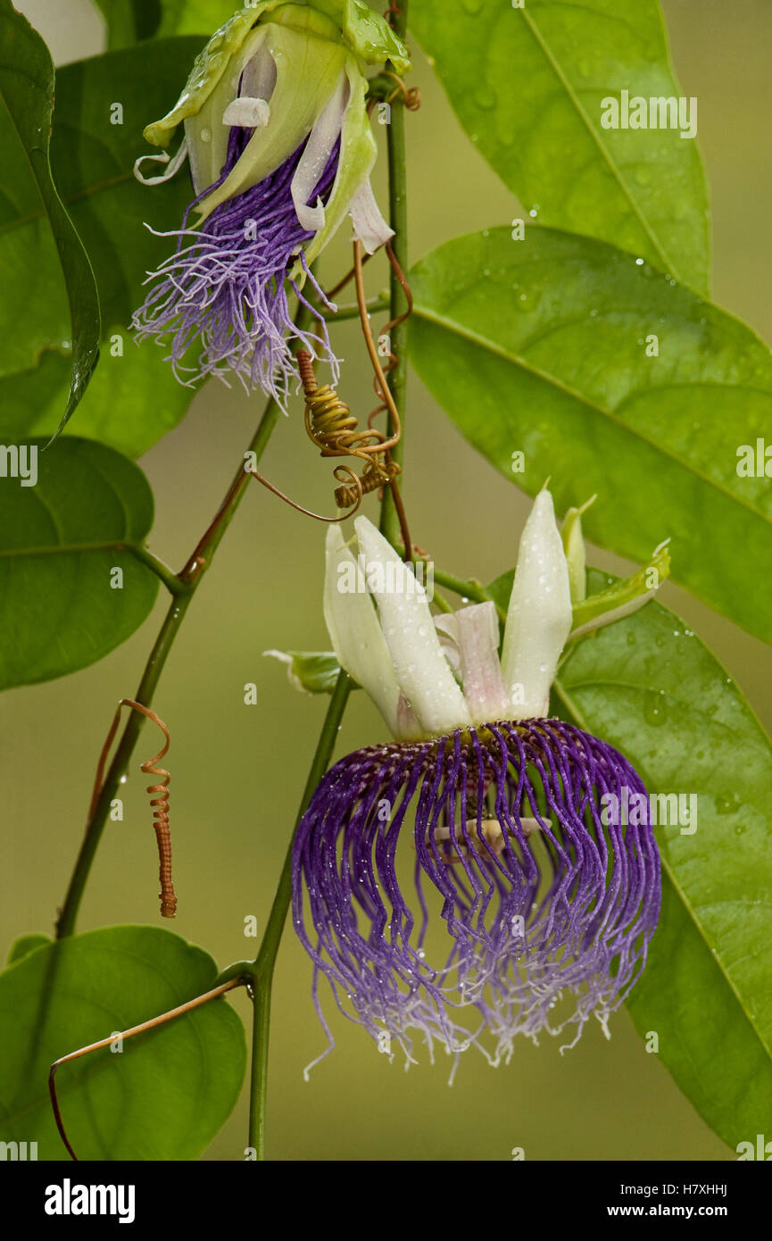 Bell-apple Passion Flower (Passiflora nitida) flowers, Turtle Mountain ...