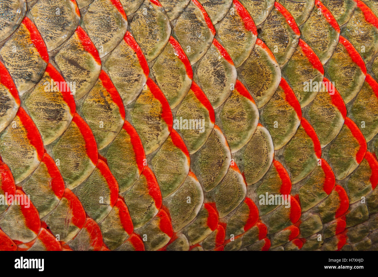 Arapaima (Arapaima gigas) scales, Rupununi, Guyana Stock Photo - Alamy