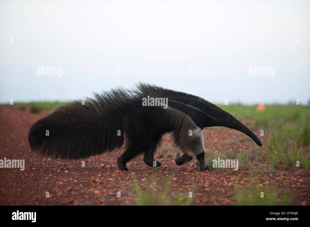 Giant Anteater (Myrmecophaga tridactyla), Karanambu Lodge, Rupununi ...