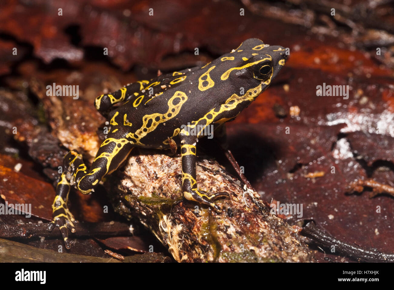 Pebas Stubfoot Toad (Atelopus spumarius), Mapari River, Rupununi ...