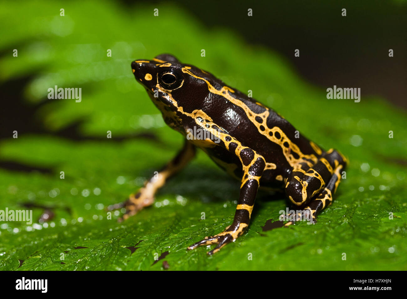 Pebas Stubfoot Toad (Atelopus spumarius), Mapari River, Rupununi ...