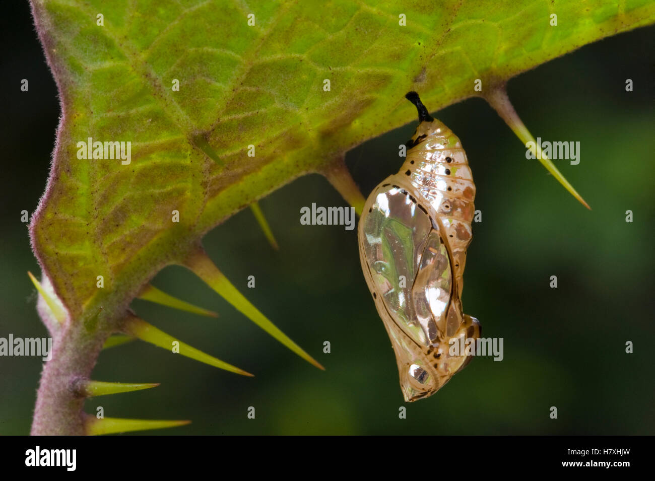 Orange-spotted Tiger Clearwing (Mechanitis polymnia) chrysalis ...