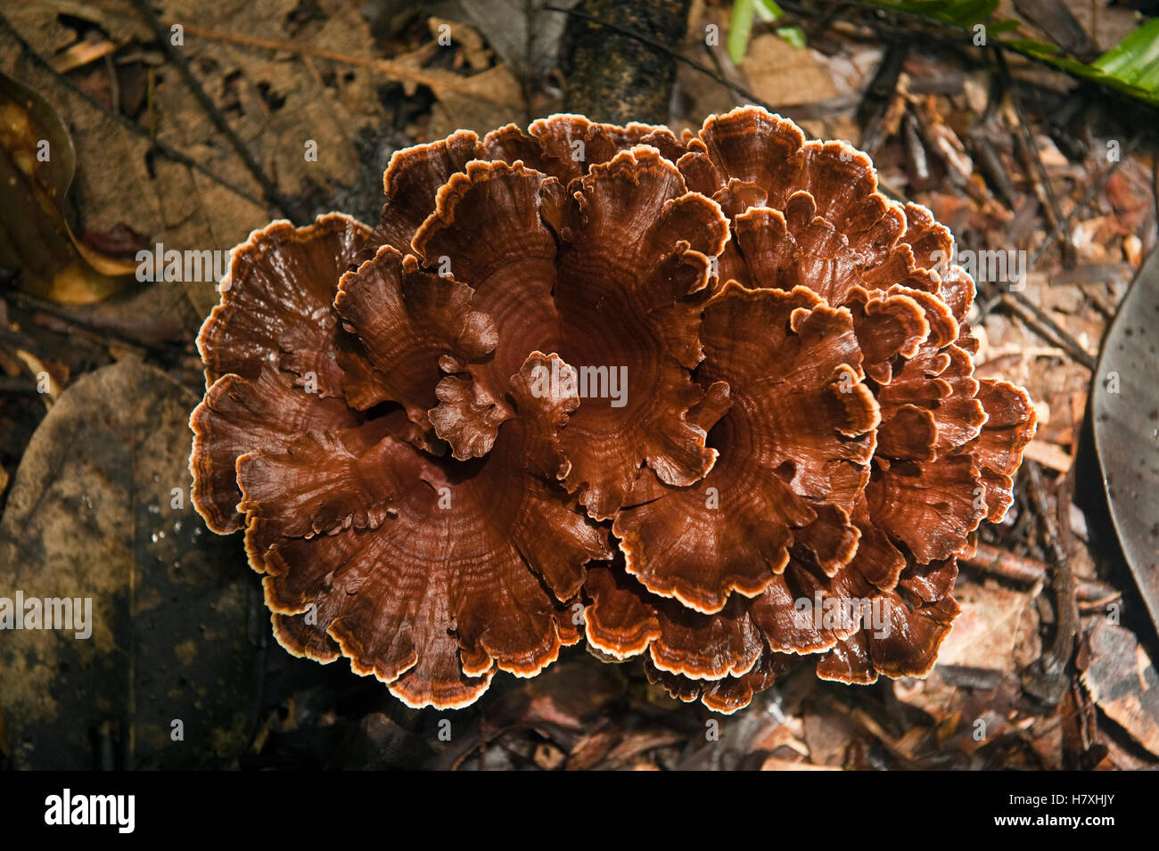 Mushroom, Mapari, Rupununi, Guyana Stock Photo - Alamy
