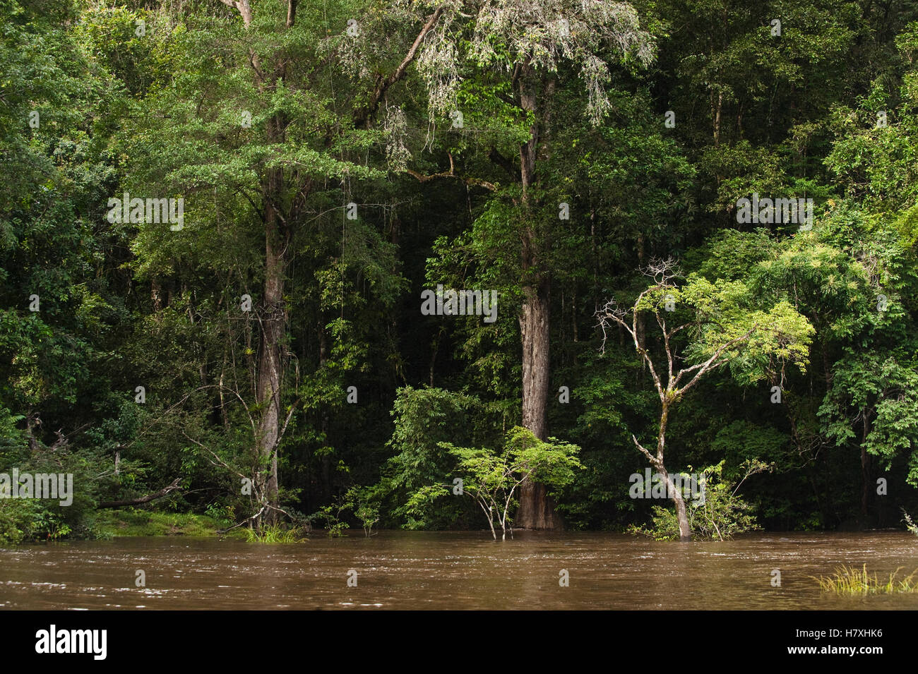 Rainforest along river, Mapari, Rupununi, Guyana Stock Photo - Alamy