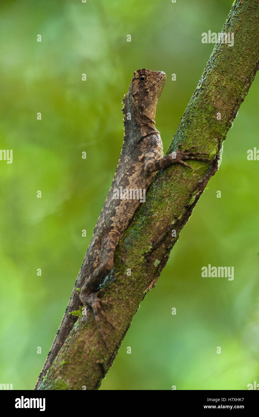 Diving Lizard (Uranoscodon superciliosus), Mapari, Rupununi, Guyana ...