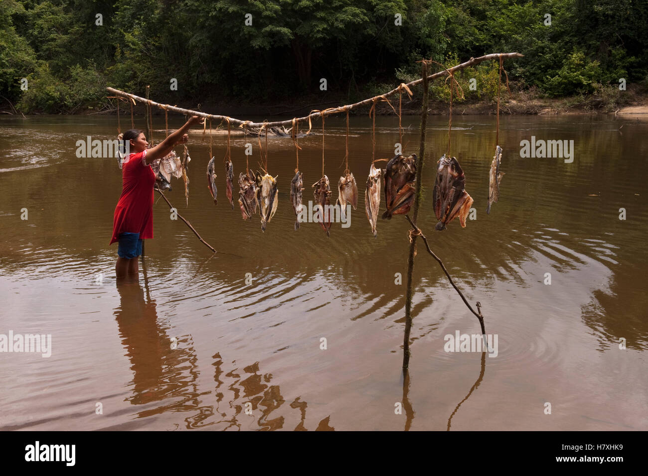 Fish sun-drying at a temporary fishing camp, Mapari, Rupununi, Guyana ...