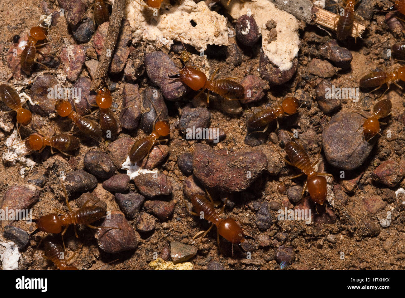 Termite (Isoptera) group, Karanambu Lodge, Rupununi, Guyana Stock Photo ...