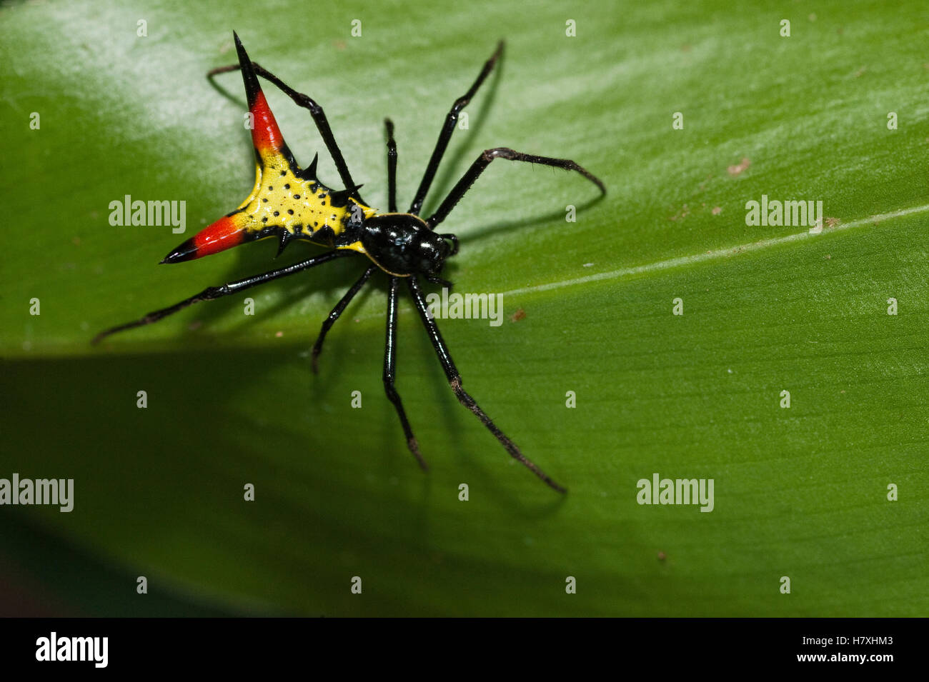 Spiked Spider (Gasteracantha sp), Kanuku Protected Area, Rupununi ...