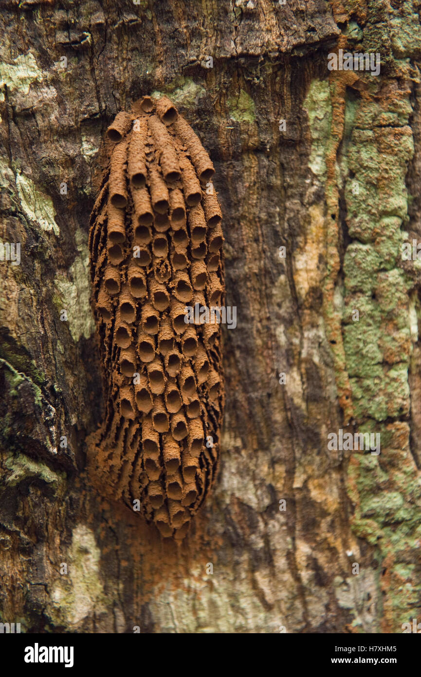 Sand Wasp (Sphecidae) mud tubes, Kanuku Protected Area, Rupununi ...