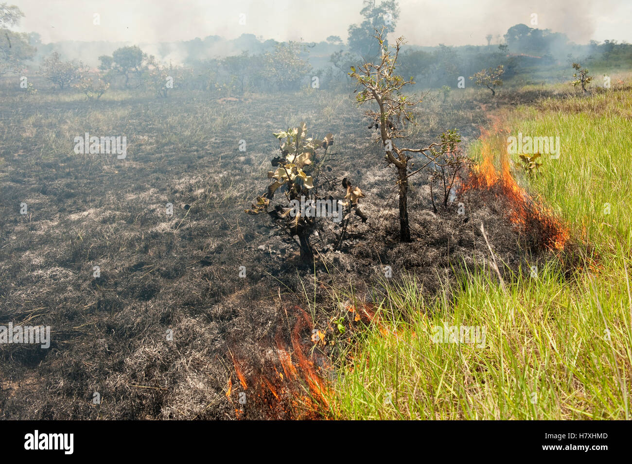 Savannah fire, Rupununi, Guyana Stock Photo - Alamy