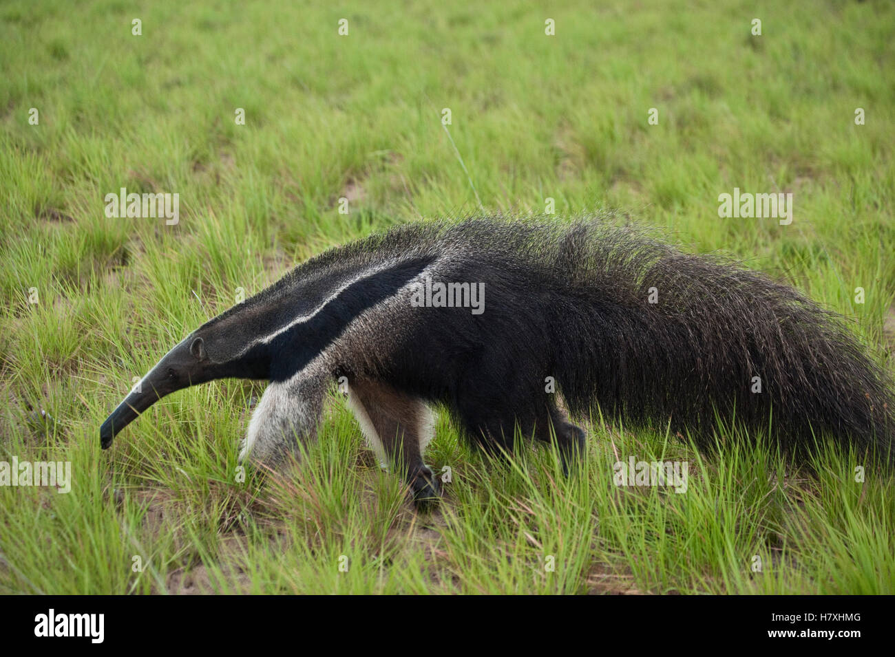 Giant Anteater (Myrmecophaga tridactyla), Karanambu Lodge, Rupununi ...
