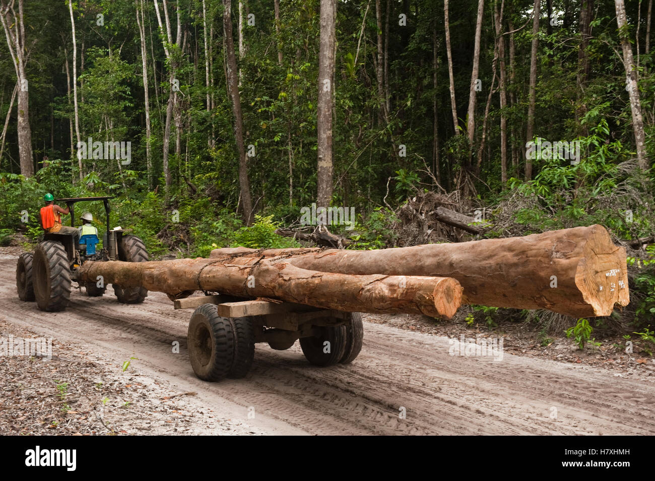 Sustainable logging operation, Iwokrama Rainforest Reserve, Guyana ...