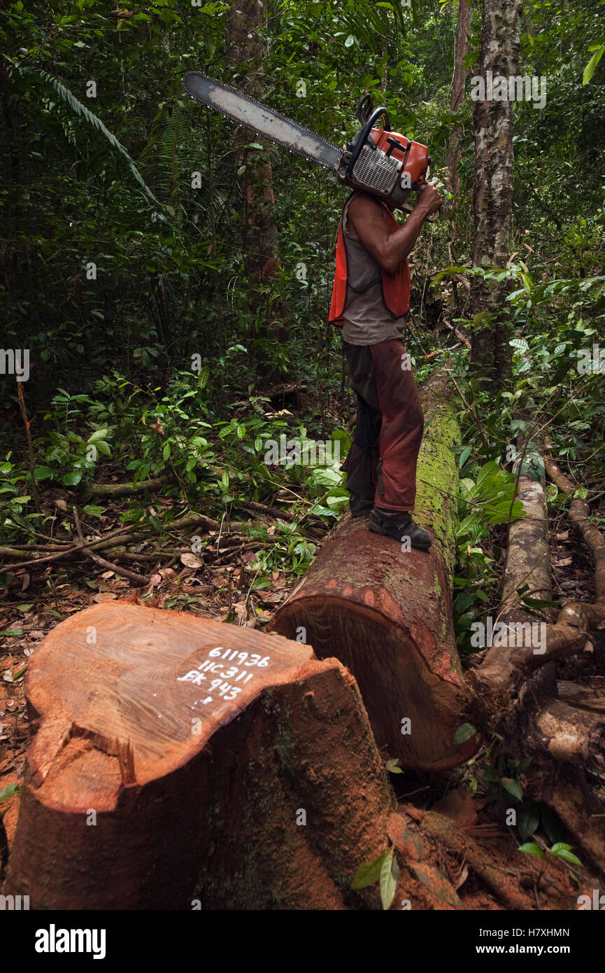 Sustainable logging operation, Iwokrama Rainforest Reserve, Guyana ...