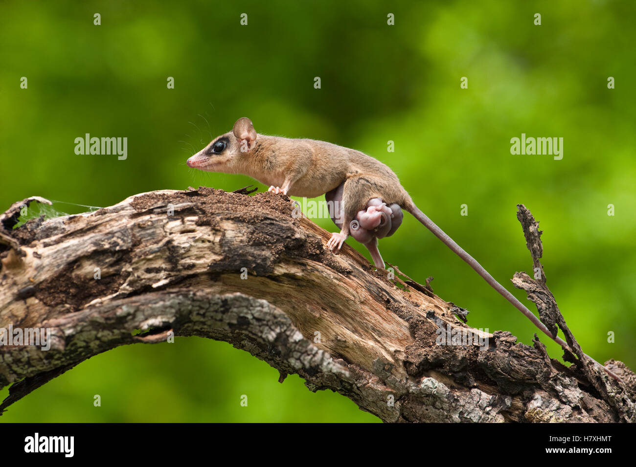 Murine Mouse Opossum (Marmosa murina) with young, Yupukari Village ...