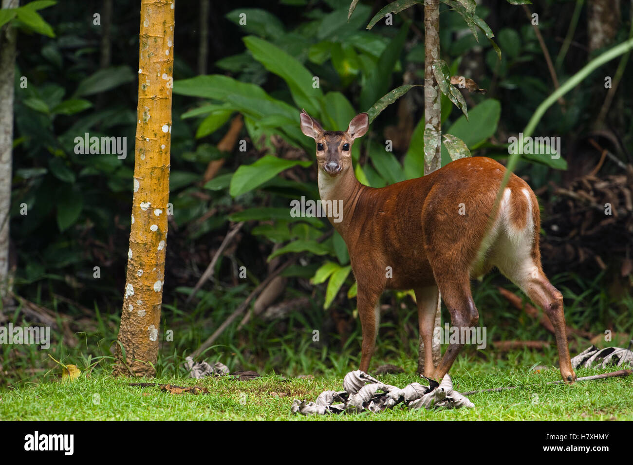 Red Brocket Deer (Mazama americana) female, Atta Lodge, Iwokrama ...