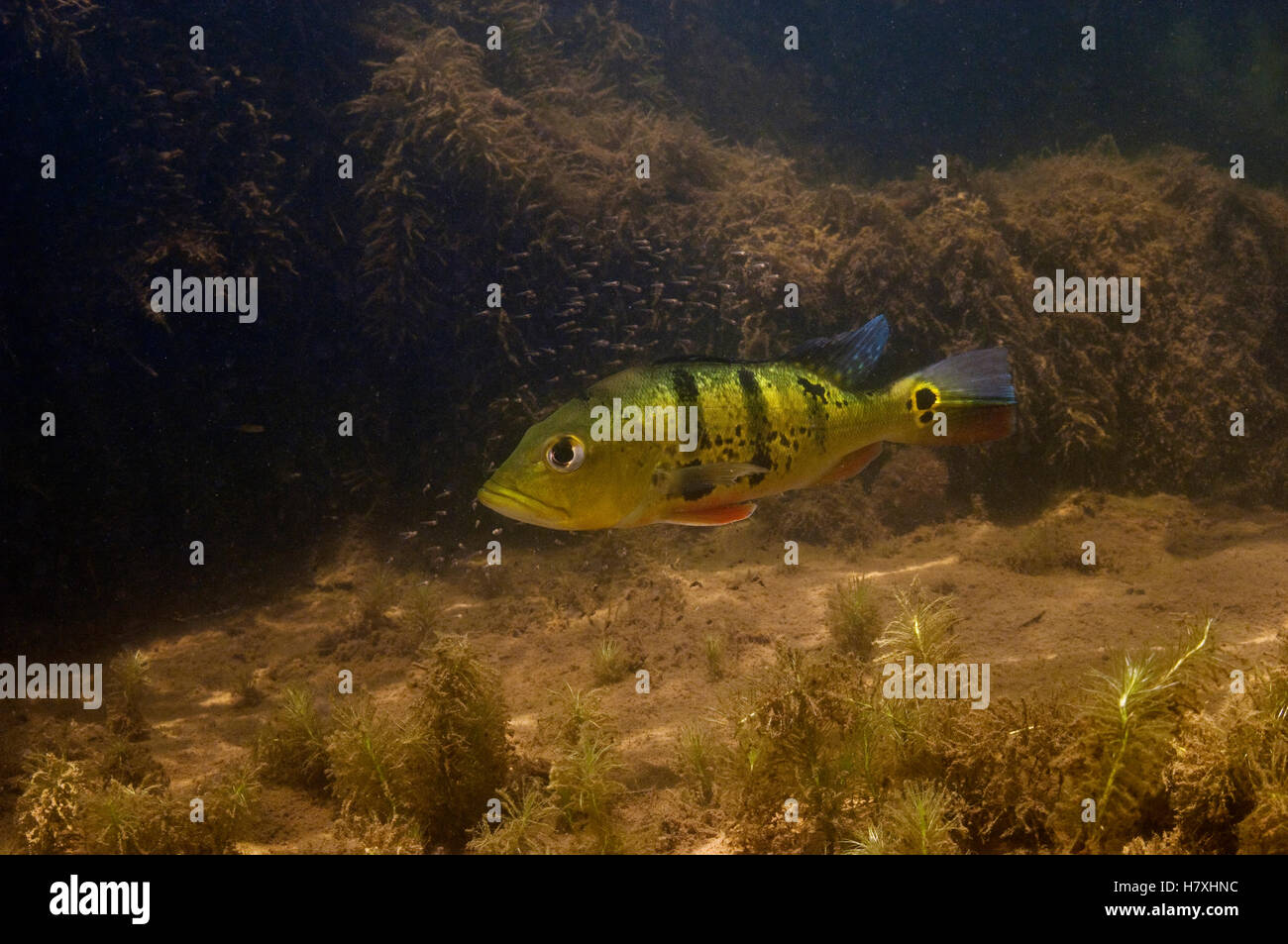 Peacock bass cichla ocellaris hi-res stock photography and images - Alamy