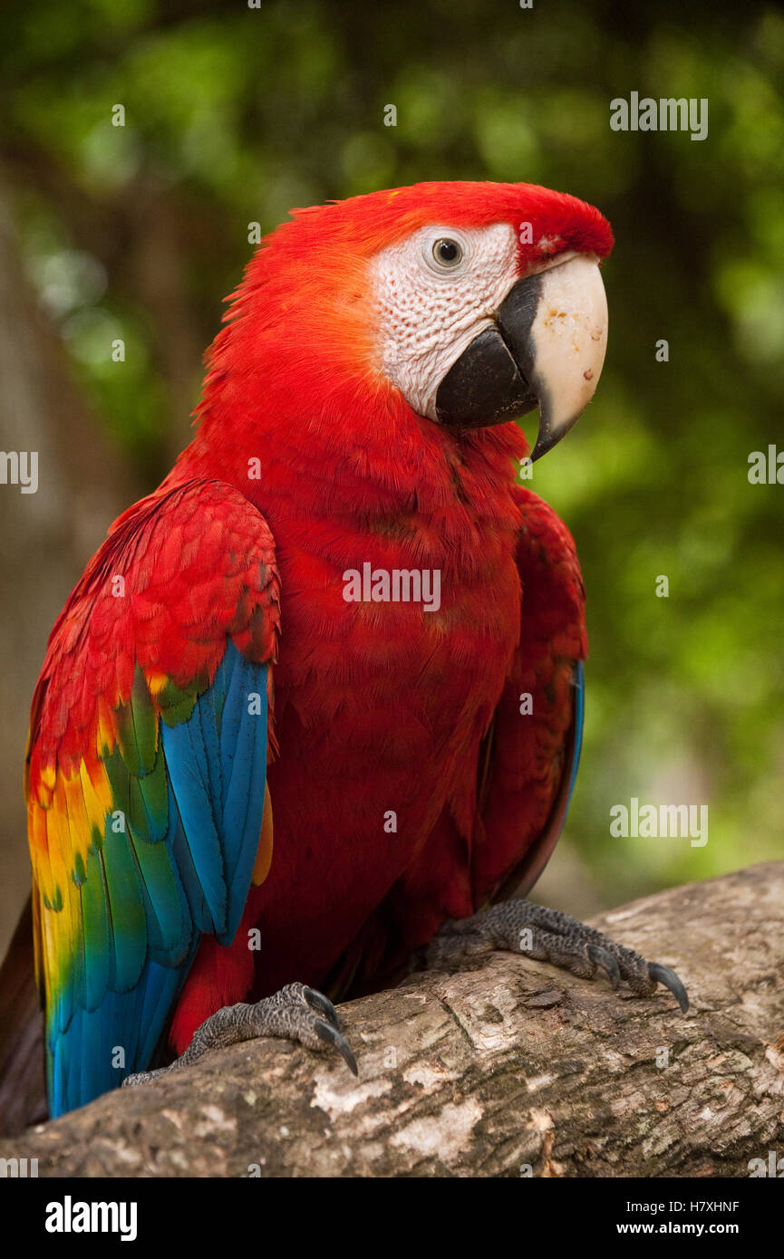 Scarlet Macaw (Ara macao), Apoteri, Rupununi, Guyana Stock Photo - Alamy