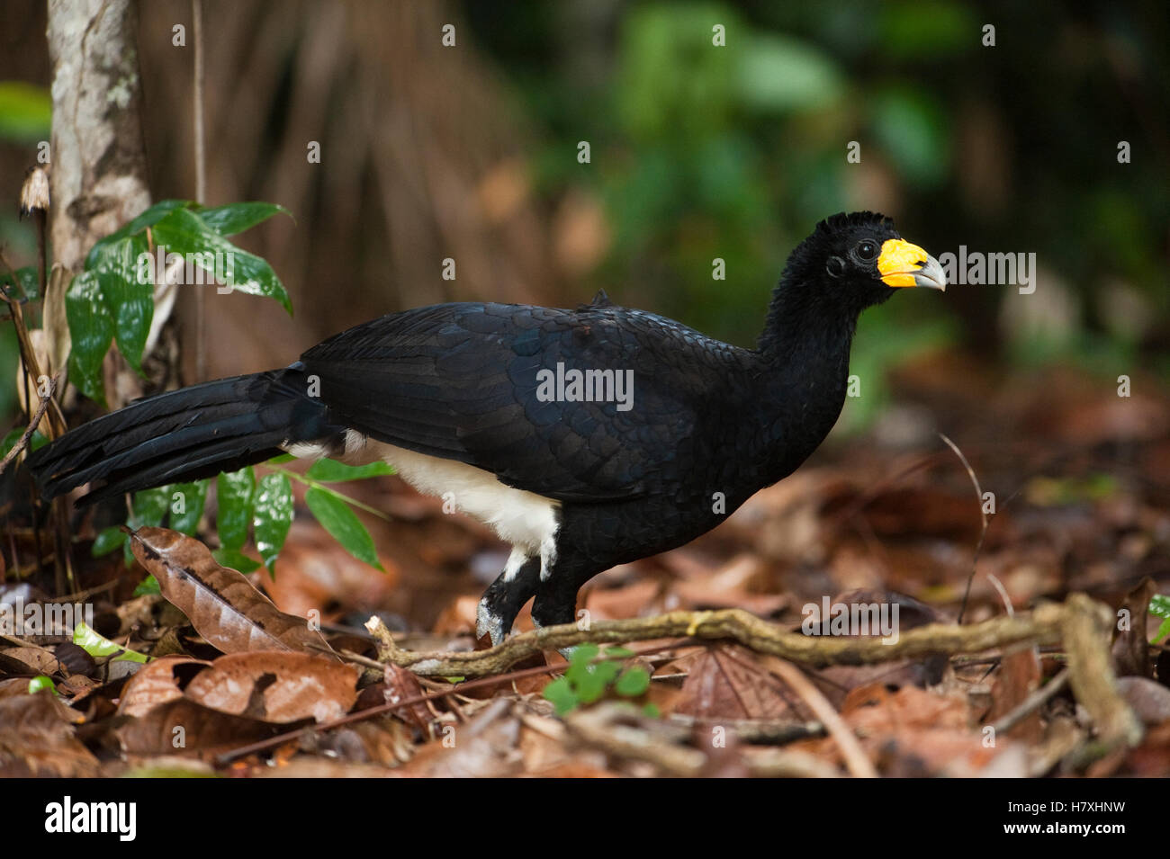 Black Curassow (Crax alector), Iwokrama Rainforest Reserve, Guyana ...