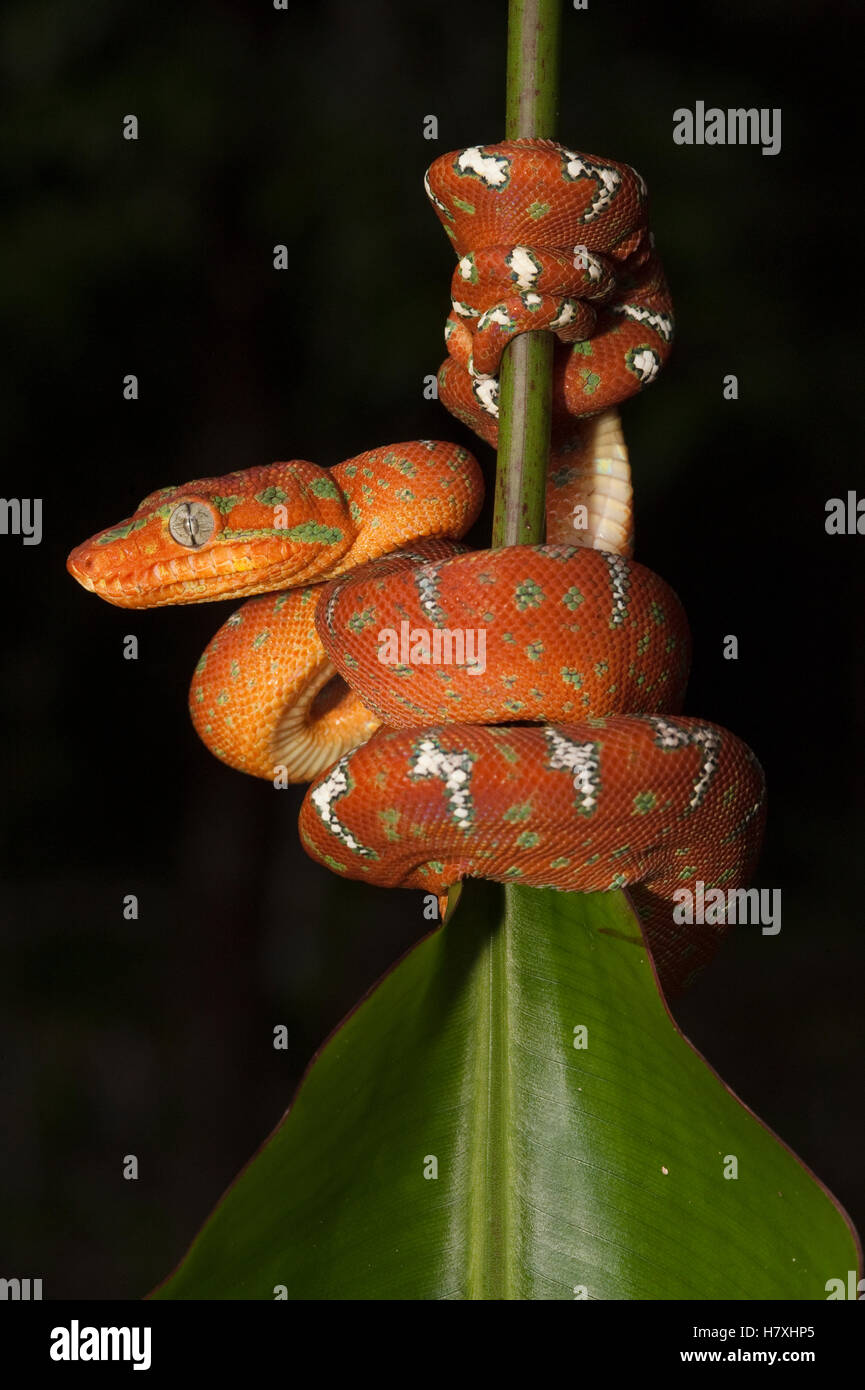 Emerald Tree Boa (Corallus caninus) coiled around stem, Iwokrama ...