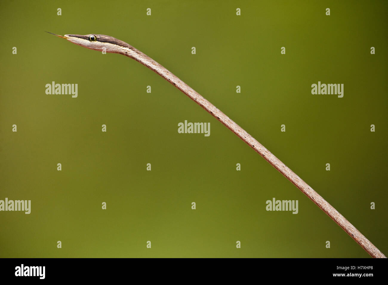 Brown Vine Snake (Oxybelis aeneus) raising head, Iwokrama Rainforest ...