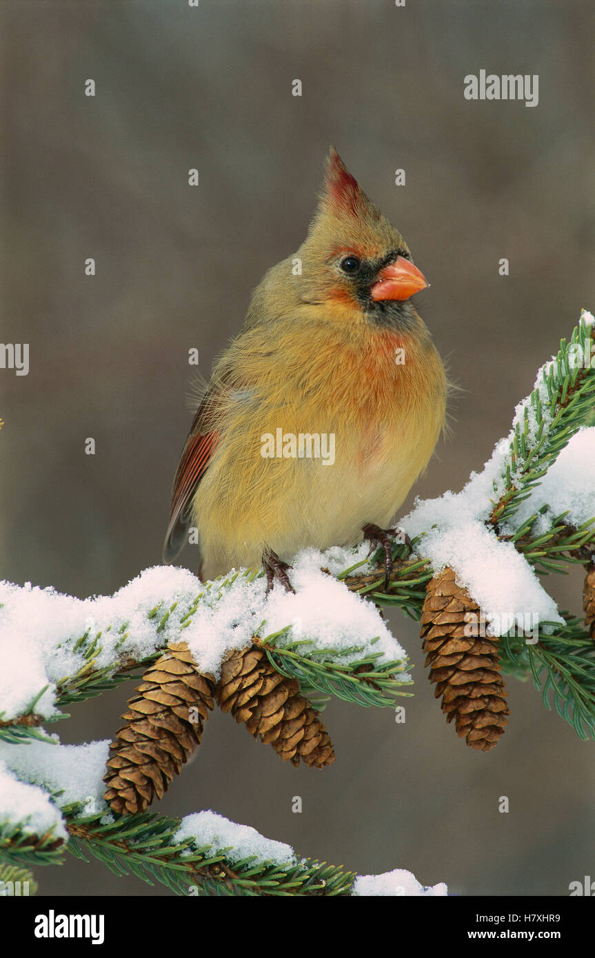 Northern Cardinal (Cardinalis cardinalis) female, North America Stock ...