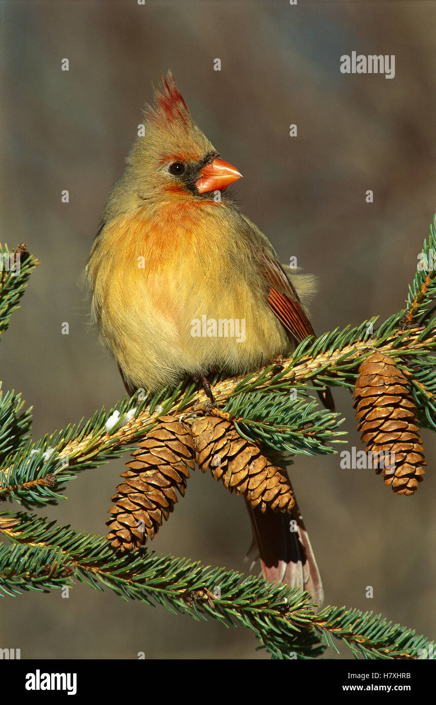 Northern Cardinal (Cardinalis cardinalis) female, South Lyon, Michigan ...