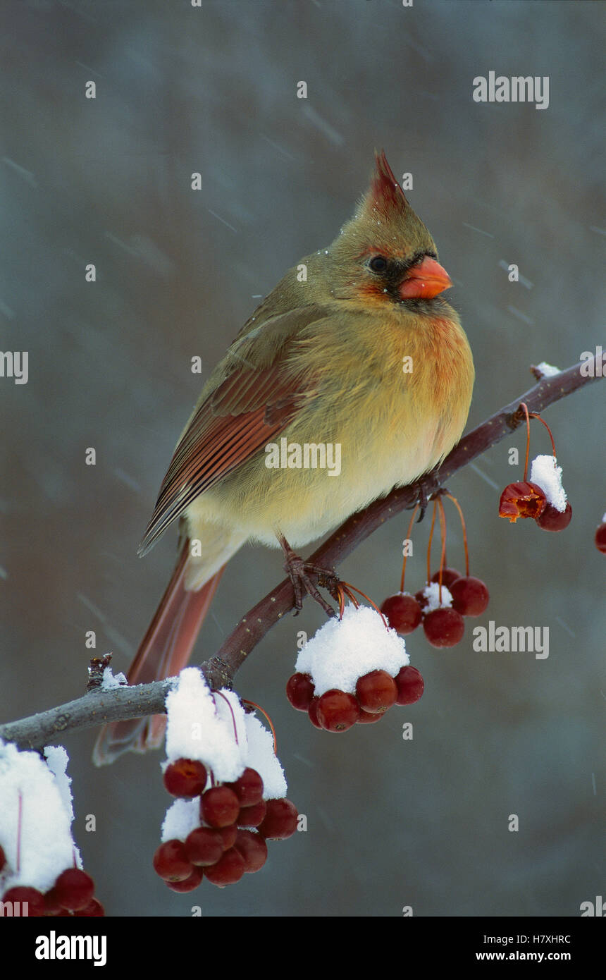 Northern Cardinal (Cardinalis cardinalis) female, North America Stock ...