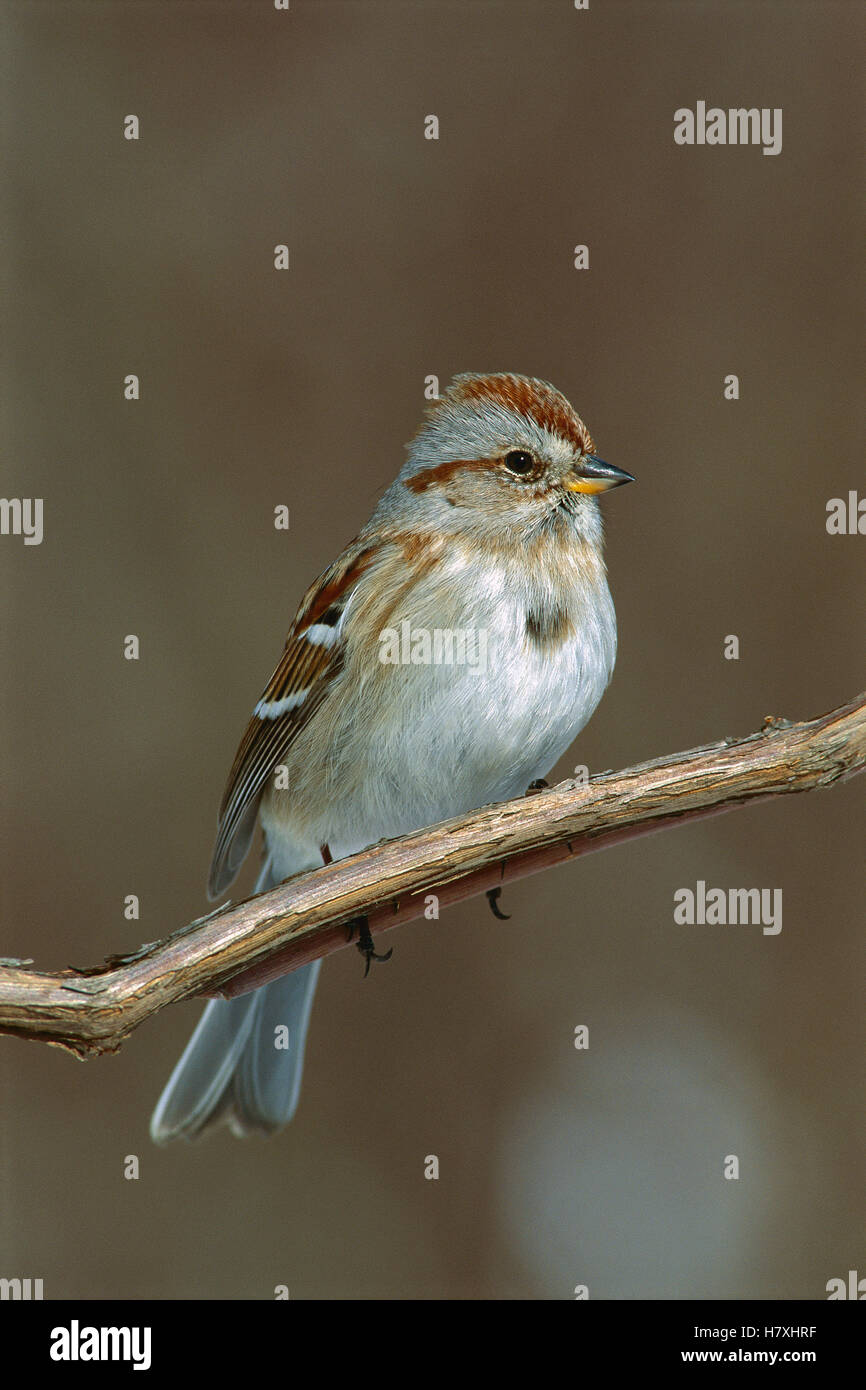 American Tree Sparrow (Spizella arborea), North America Stock Photo - Alamy