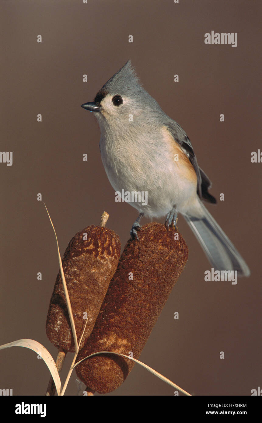Tufted Titmouse (Baeolophus bicolor) on cattails, North America Stock ...