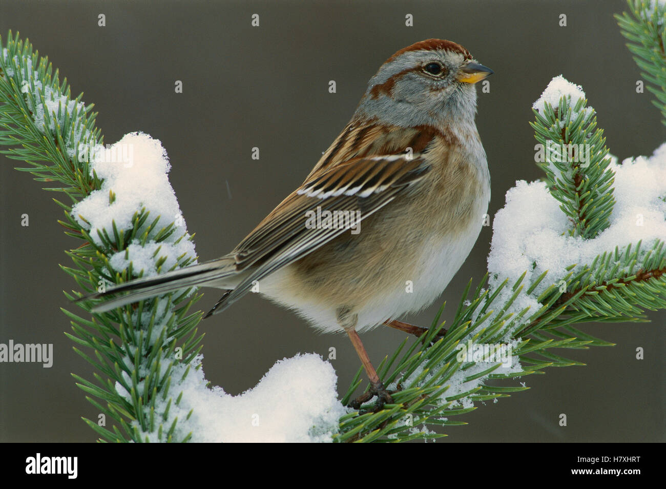 American Tree Sparrow (Spizella arborea), North America Stock Photo - Alamy