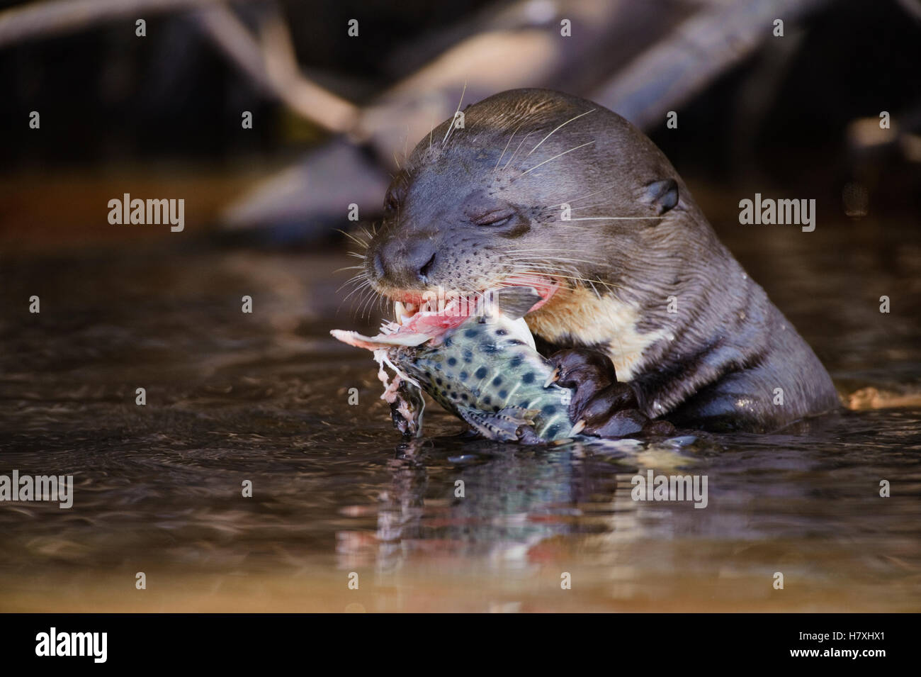 Giant River Otter (Pteronura brasiliensis) feeding on Catfish (Pseudoplatystoma corruscans ...