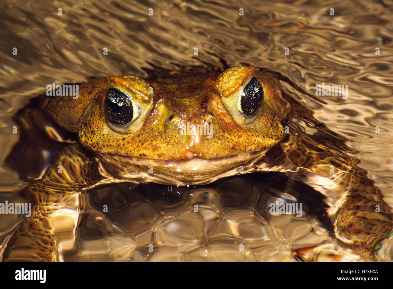 Cane Toad (Bufo marinus) in Atlantic Forest, Rio de Janeiro, Brazil ...