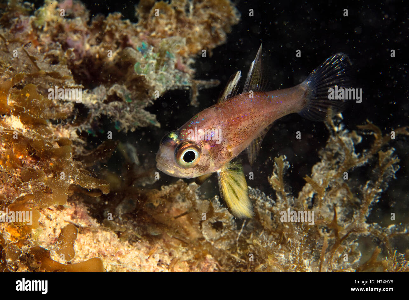 Blackfin Cardinalfish (Astrapogon puncticulatus), Santa Barbara Island ...