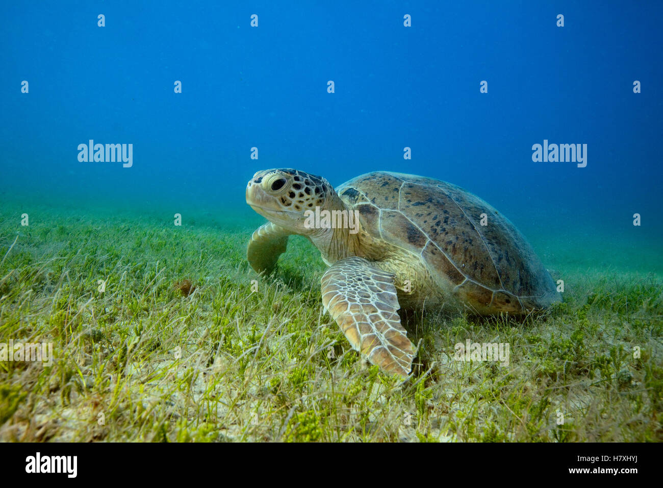Green Sea Turtle (Chelonia mydas) resting on sea grass, Siriba Island ...