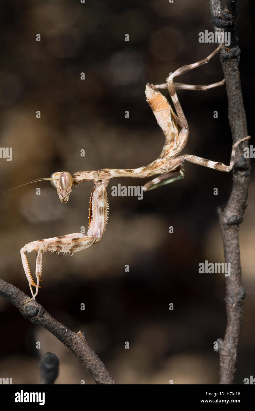 Mantid (Cardioptera sp), Bahia, Brazil Stock Photo - Alamy