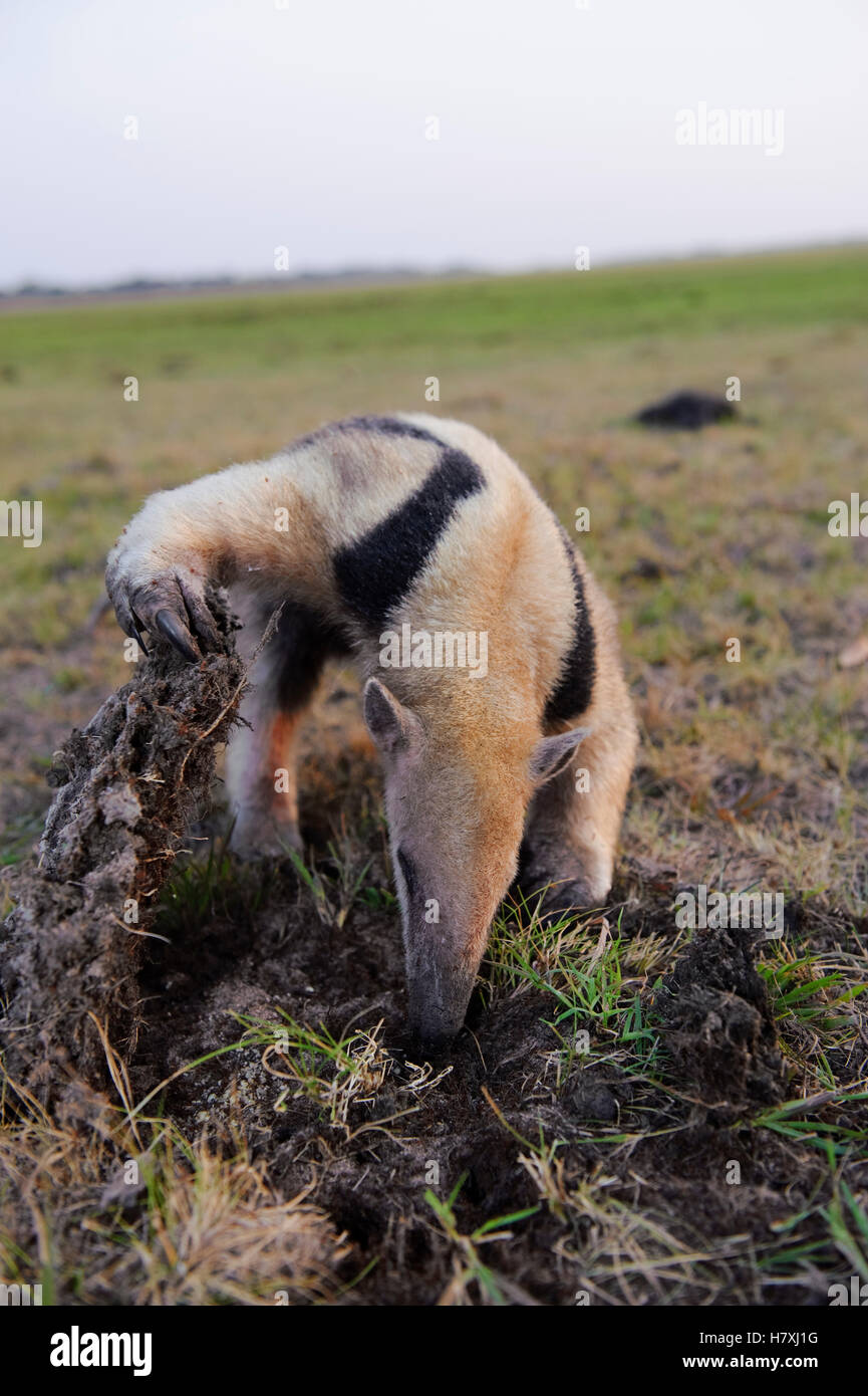 Southern Anteater (Tamandua tetradactyla) feeding on ants, Pantanal ...