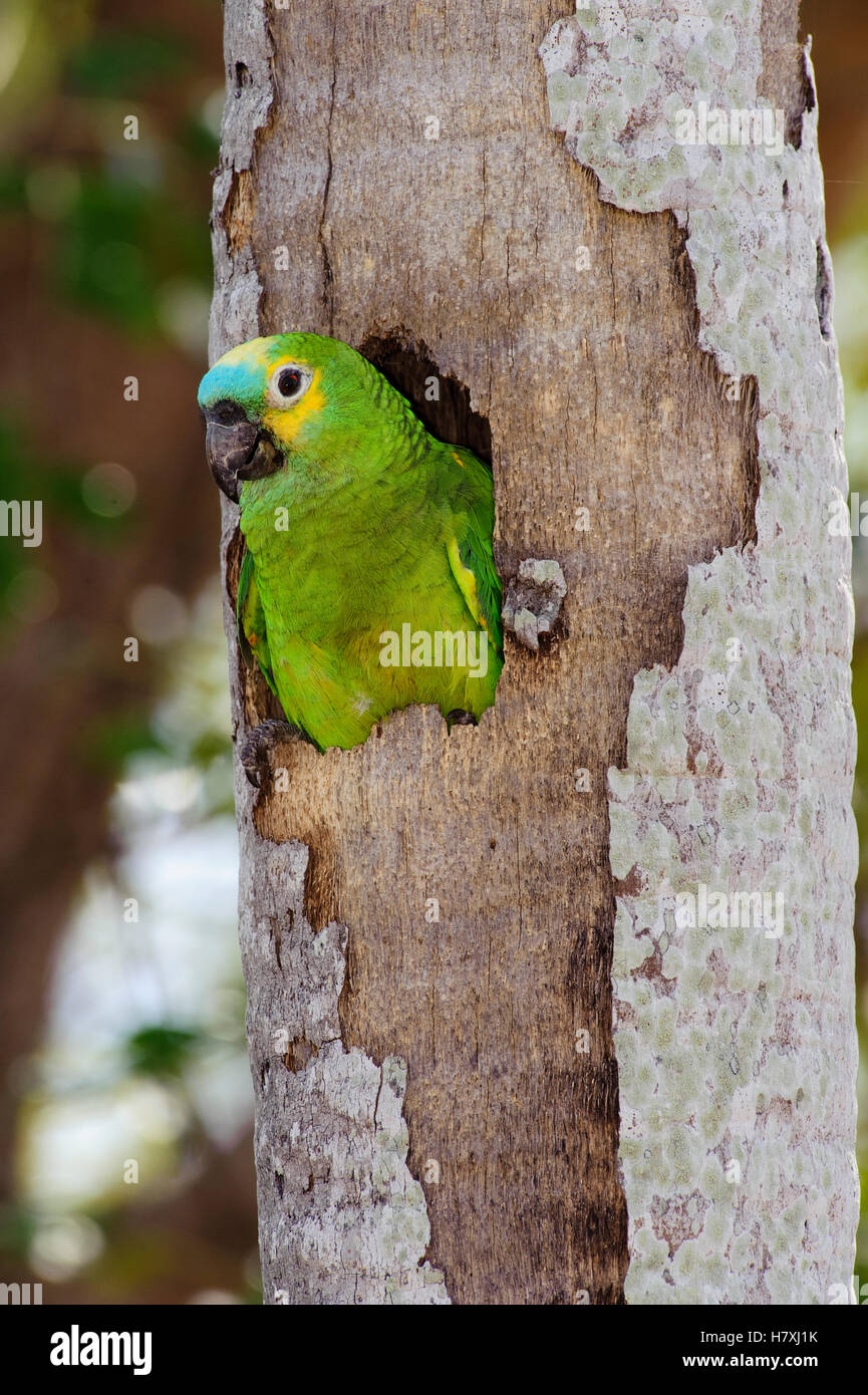 Blue-fronted Parrot (Amazona aestiva) emerging from nest cavity ...