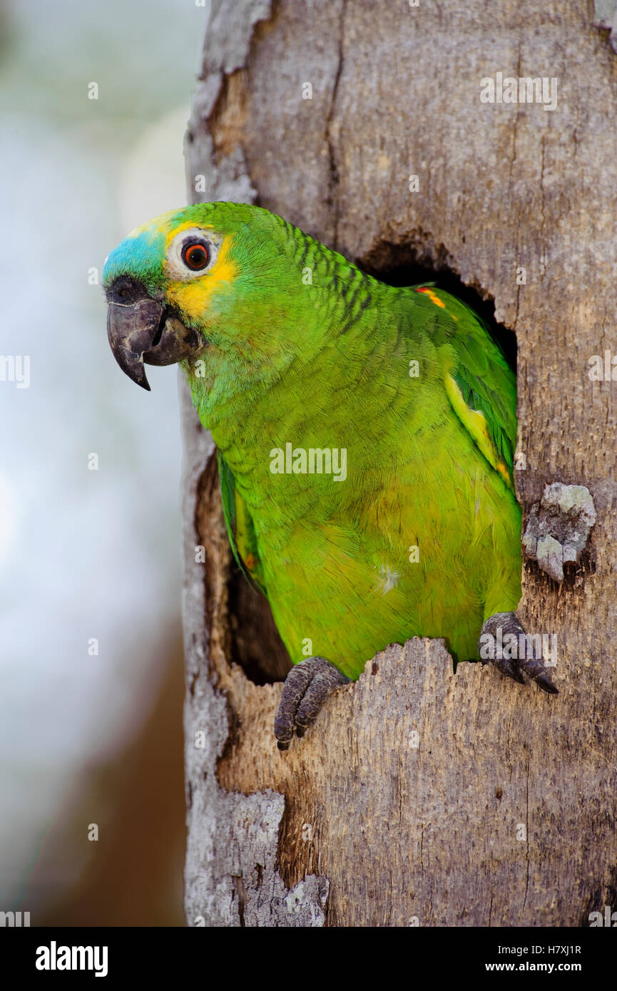 Blue-fronted Parrot (Amazona aestiva) emerging from nest cavity ...