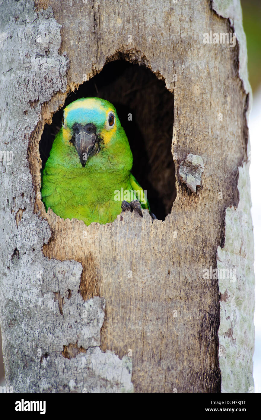 Blue-fronted Parrot (Amazona aestiva) emerging from nest cavity ...