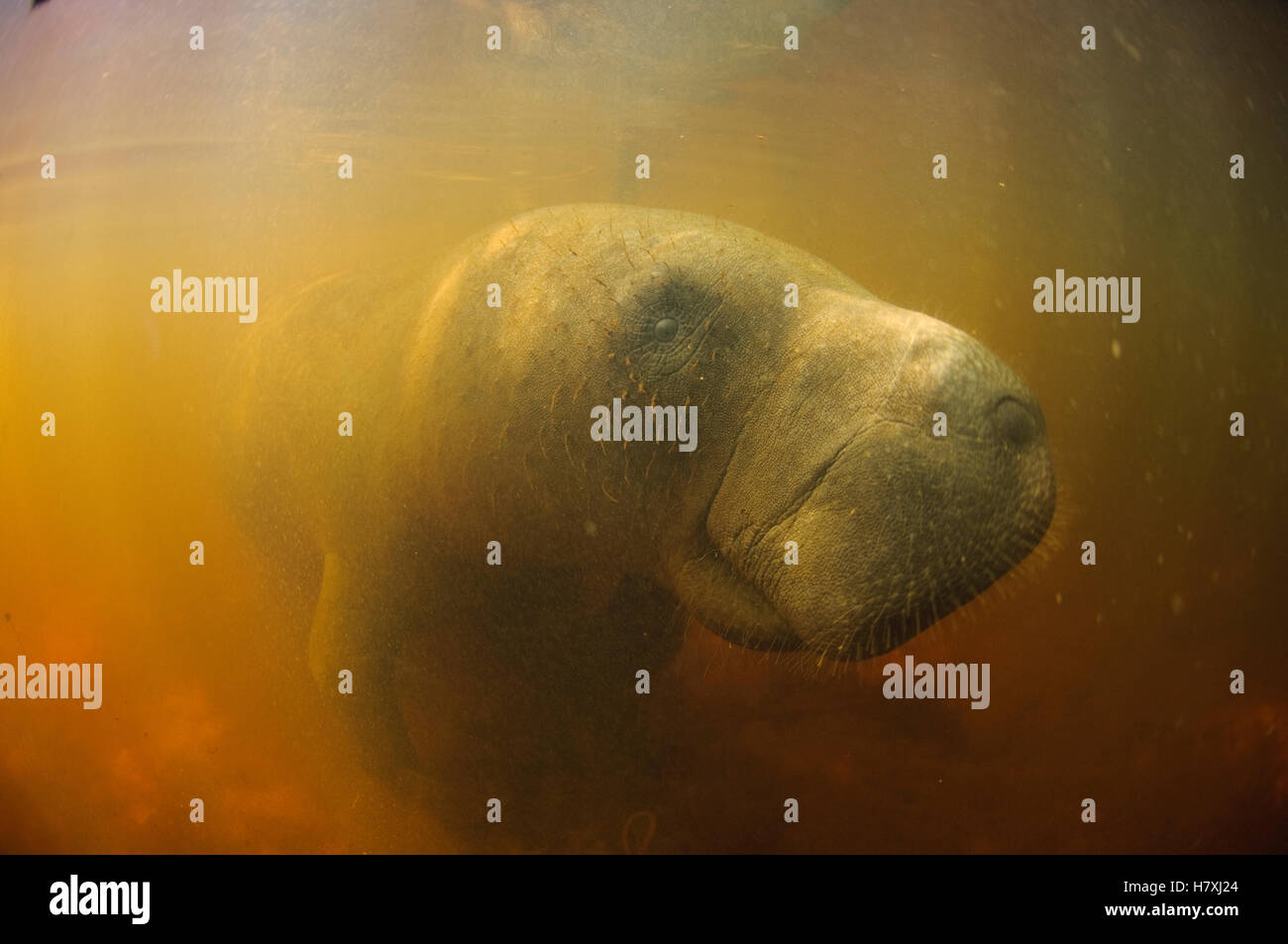 Antillean Manatee (Trichechus manatus manatus) in shallow mangrove ...