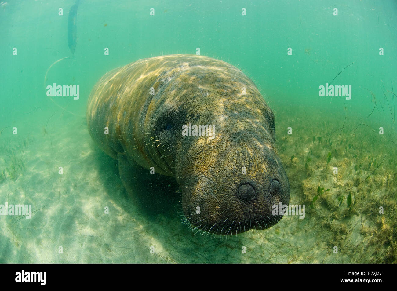 Antillean Manatee (Trichechus manatus manatus) carring a radio ...