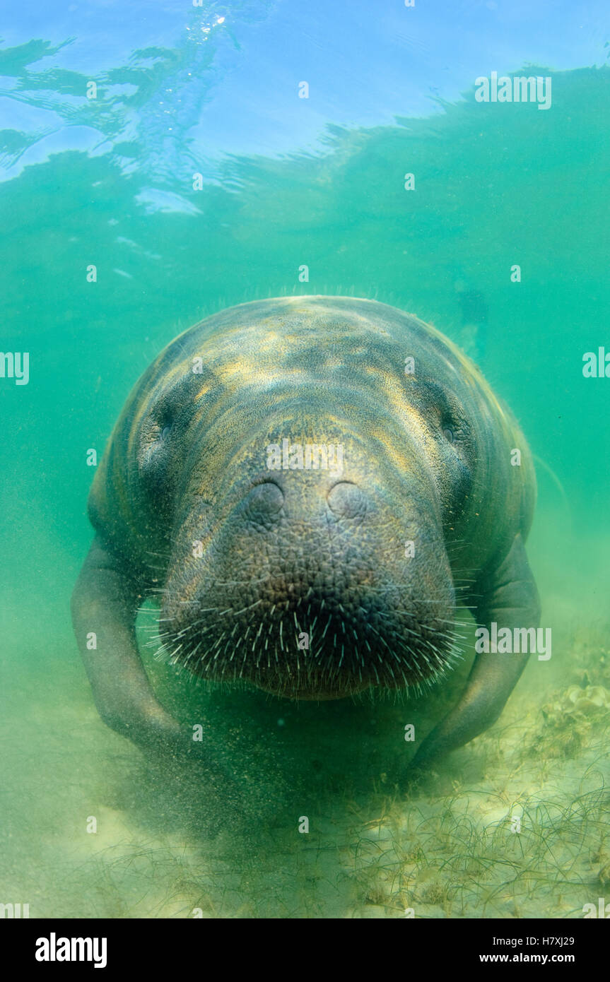 Antillean Manatee (Trichechus manatus manatus) in coastal shallow ...