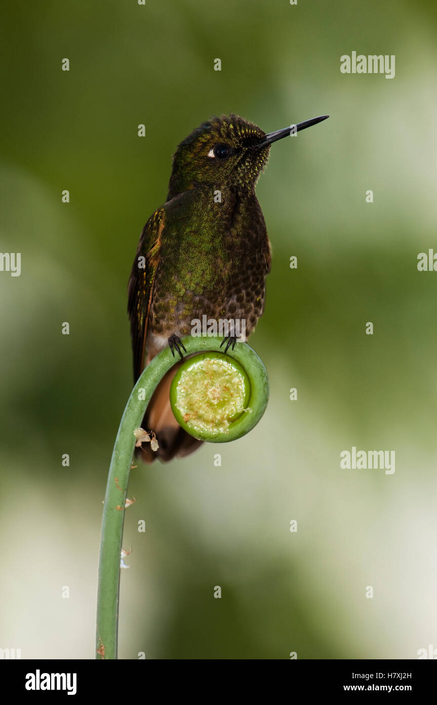 Buff-tailed Coronet (Boissonneaua flavescens) hummingbird, Mindo Cloud ...