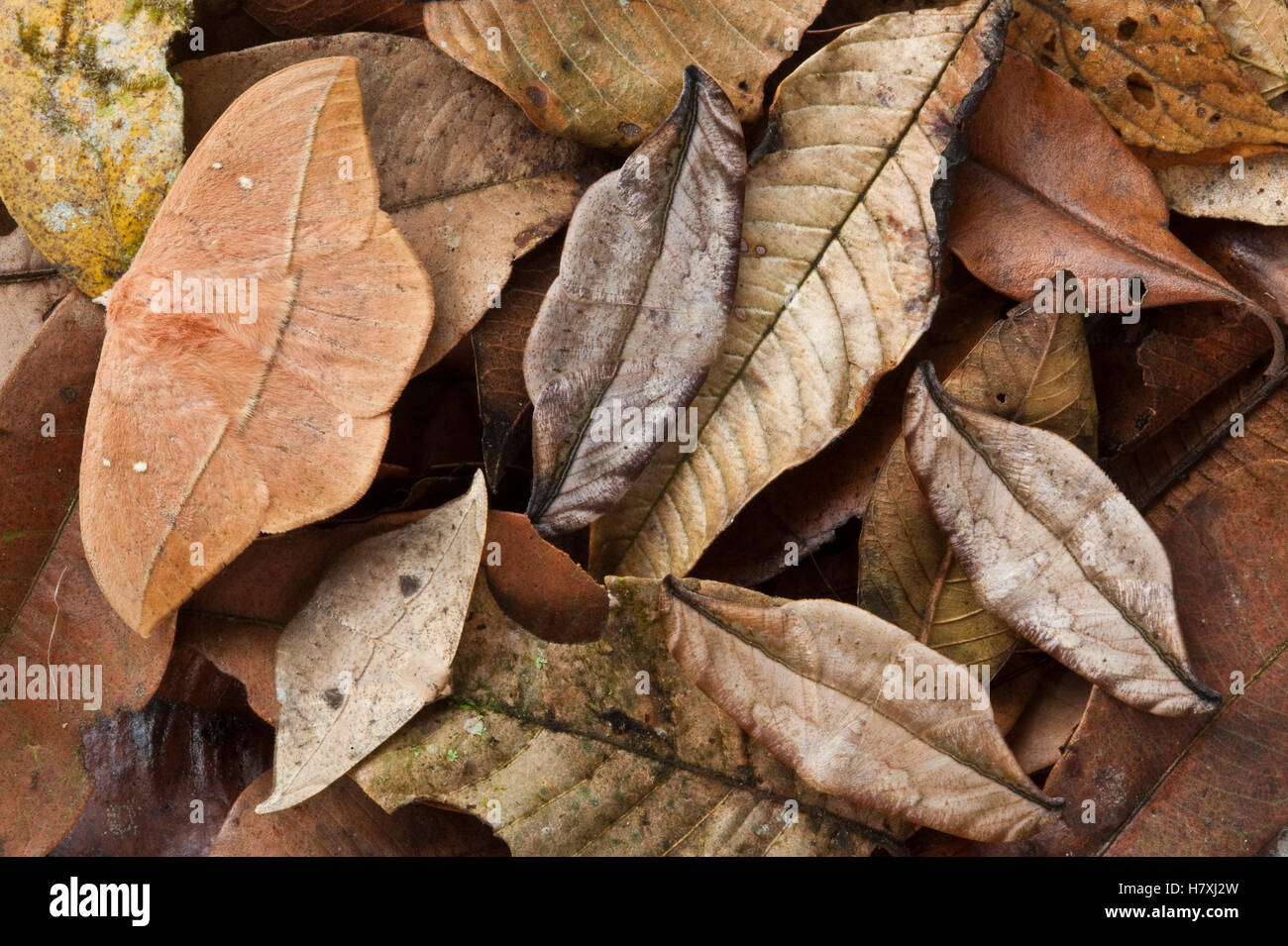 Dead-leaf Moth (Oxytenis modestia) group camouflaged in leaf litter ...
