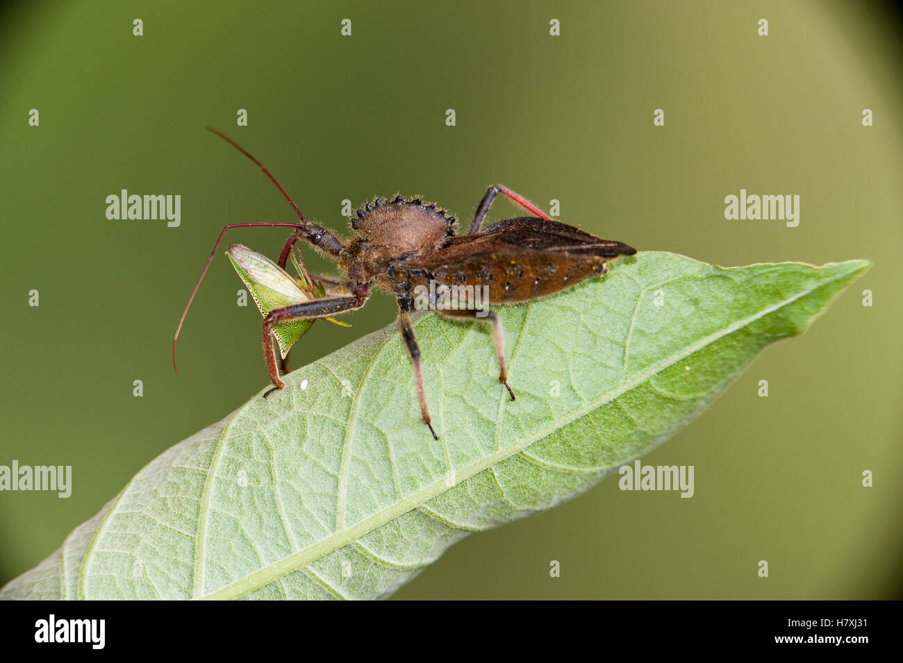Cog-wheel Assasin Bug (Arilus carinatus) with prey, Mindo Cloud Forest ...