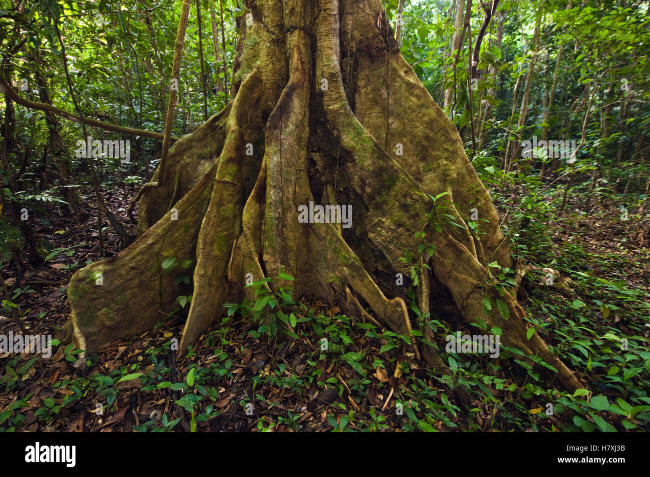Buttress roots in rainforest, Cocaya River, eastern Amazon, Ecuador ...