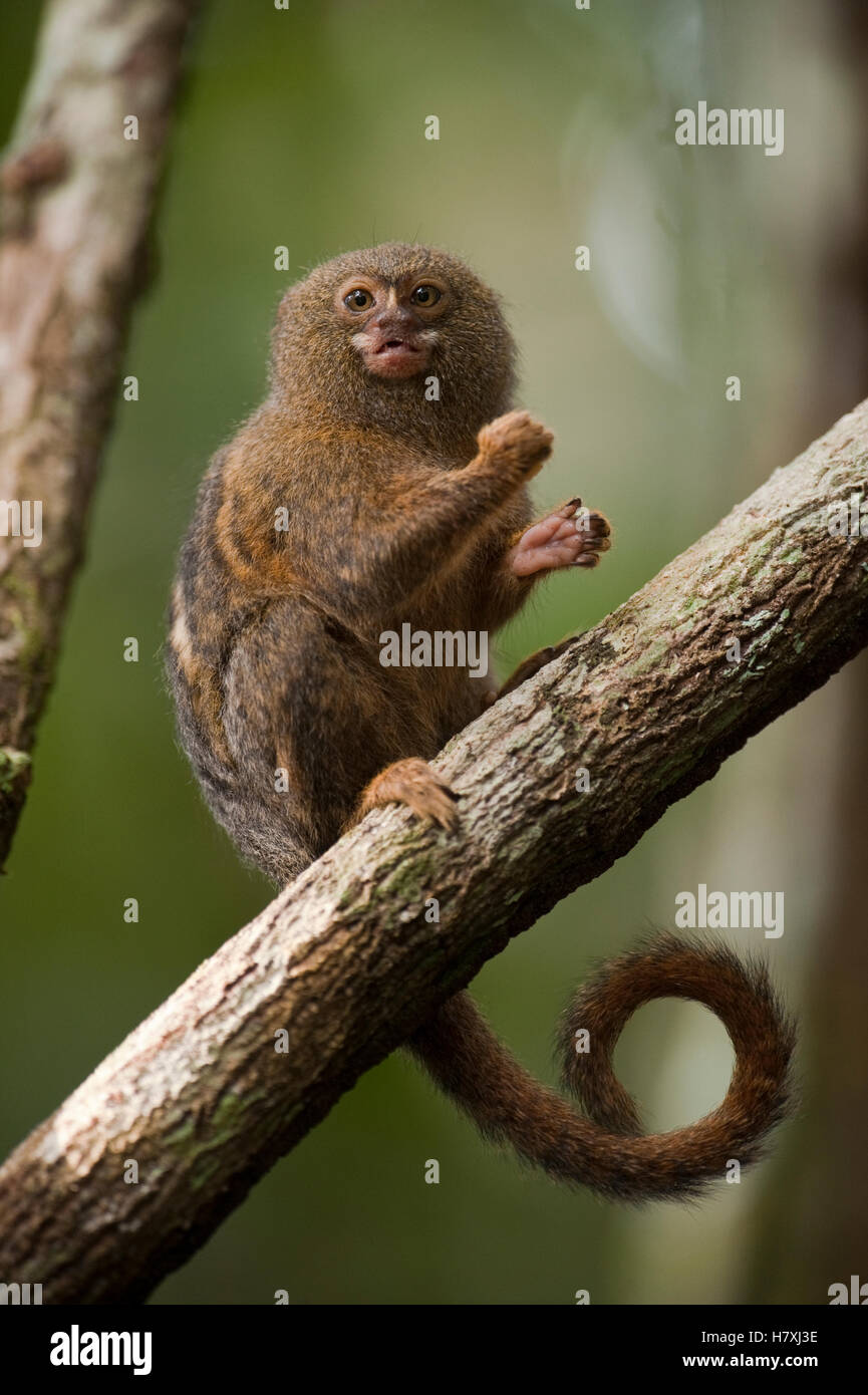 Pygmy Marmoset (Cebuella pygmaea) in rainforest, Cocaya River, eastern ...