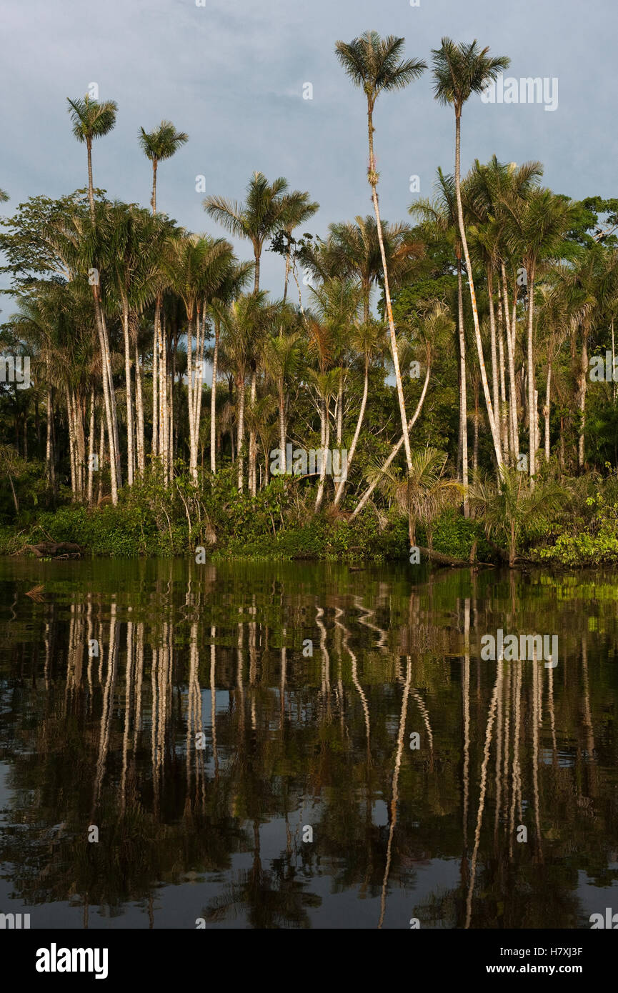 Bactris Palm (Bactris sp) group in flooded igapo forest, Cocaya River ...